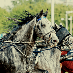 Danmarks Nye Millionspil: Spil & Vind på Heste | Bet25 Heste